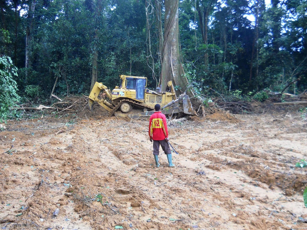 Cameroon: Stop Palm Oil Plantations from Destroying Africa’s Ancient ... Cameroon: Stop Palm Oil Plantations from Destroying Africa’s Ancient ...